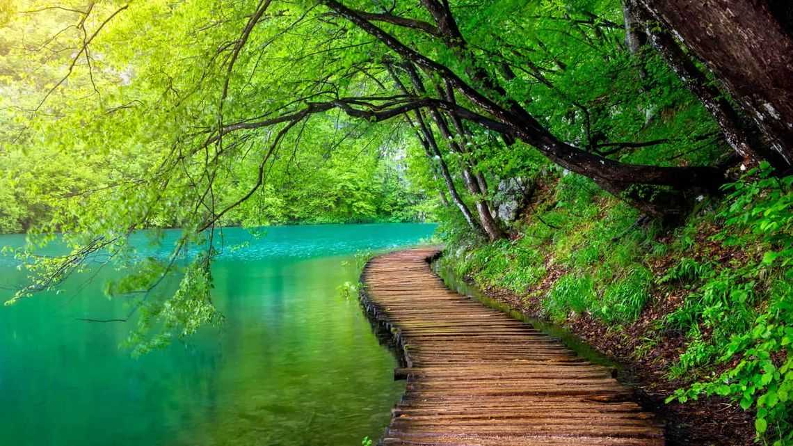 Stay Planted – BibleJournal.net