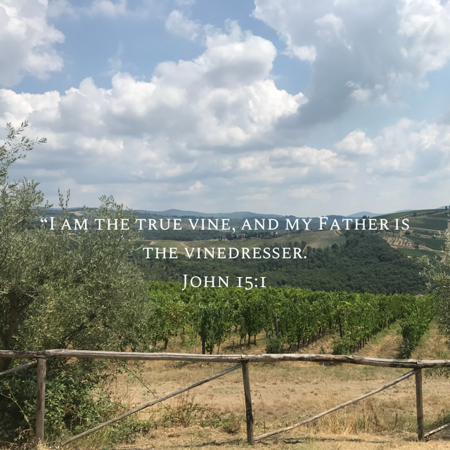 Thriving Under Good Leadership: Lessons from the Vine – BibleJournal.net